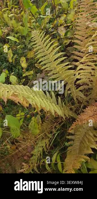 autumn leaves on the tree Stock Video Footage - Alamy