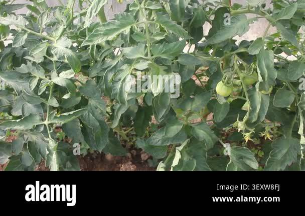 A detailed steady shot of organic green tomatoes ripening on a plant ...