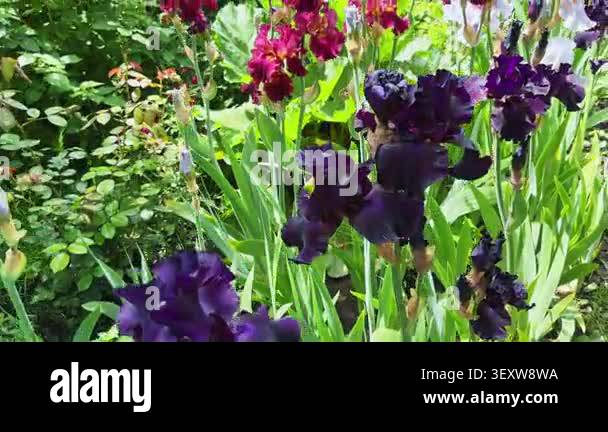 Flowers of bearded irises different colors on a blurred background ...