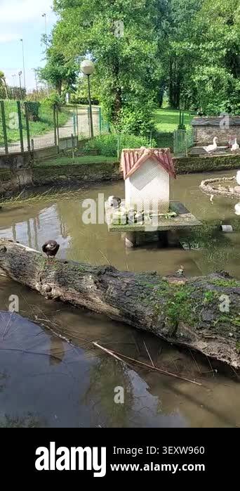 Vertical top down view of black and white Muscovy ducks swimming ...