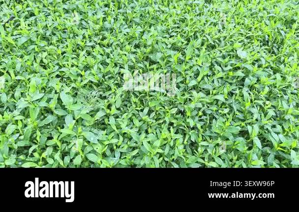 Meadow overgrown with knotgrass covered with water drops close-up Stock ...