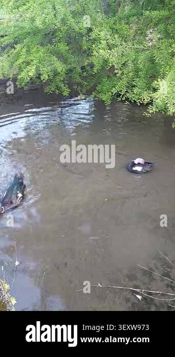 Vertical high angle shot of two black and white Muscovy ducks swimming ...