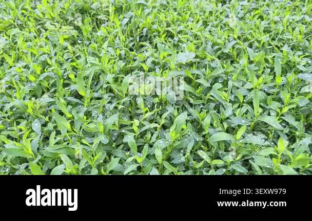 Meadow overgrown with knotgrass covered with water drops close-up Stock ...