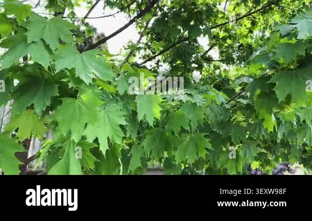Maple branches with unripe winged seeds in overcast windy day Stock ...