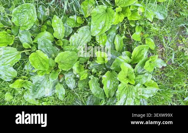 Wet broadleaf plantain bushes among grass during rain, top view Stock ...