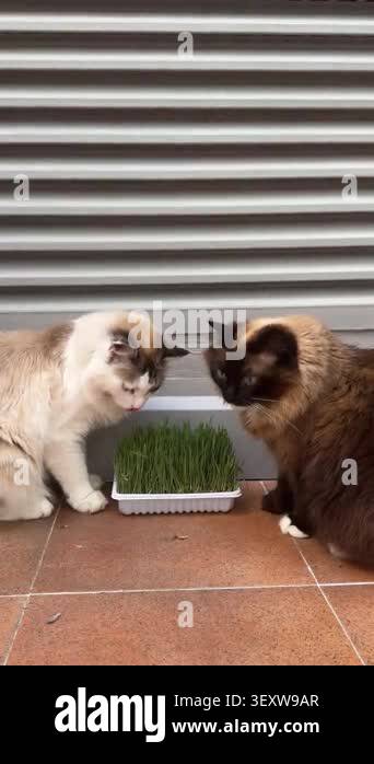 Two thick-furred household companions investigate a sprouted micro ...