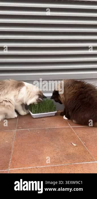 Two thick-furred household companions investigate a sprouted micro ...