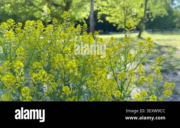 Pollinating insects flying and landing on yellow flowers with soft ...