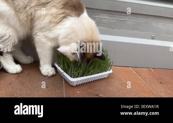 A single thick-furred ragdoll cat buries its muzzle deep into a ...