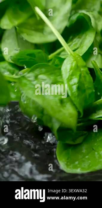 Slow motion of fresh spinach leaves falling into water with splashes ...