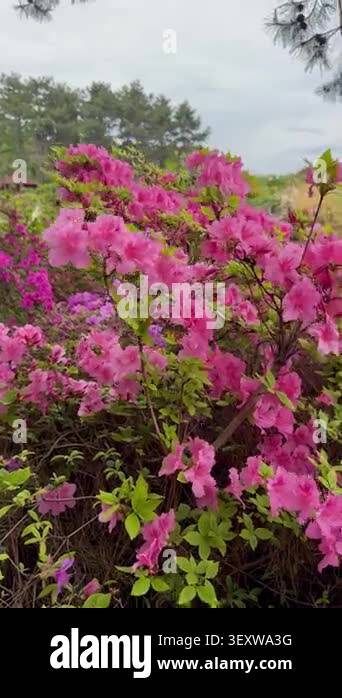 Vertical pink flowering shrub blooming in a botanical garden with soft ...