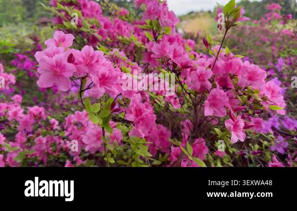 Pink flowering shrub blooming in a botanical garden with soft natural ...
