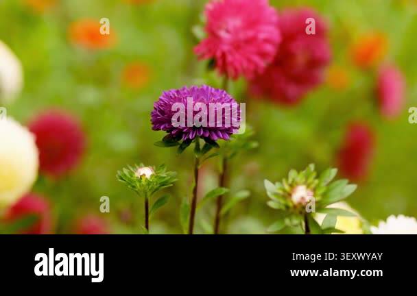 Beautiful purple aster flower blooming on a field with colorful blurred ...