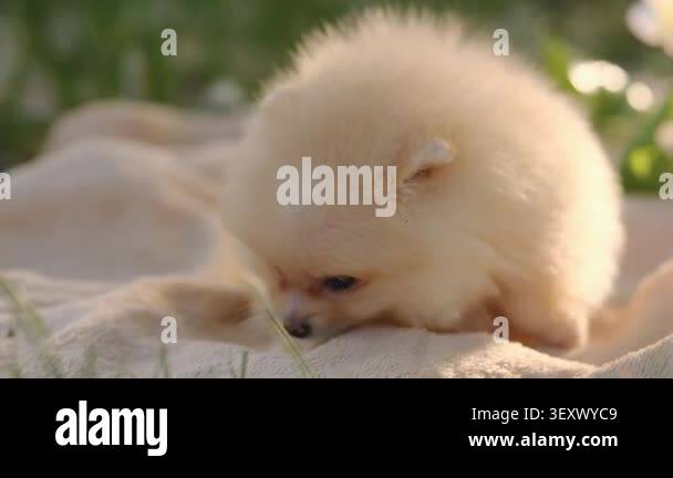 Smiling cream Pomeranian spitz puppy sitting on a plaid blanket on ...