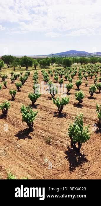 Aerial view of vineyard rows on dry Mediterranean farmland Stock Video ...
