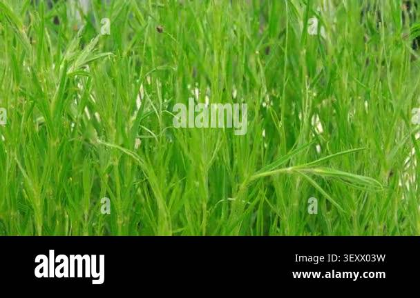 Lush green grasses of wild flowers sway gently in natural breeze ...