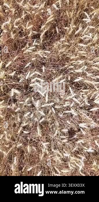 Top view of ripe wheat ears forming natural agricultural texture Stock ...