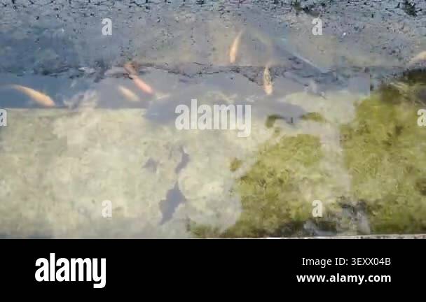 View of many tilapia fish in a pond. Aquatic animals Stock Video ...