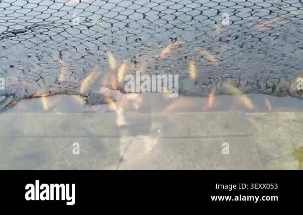 Lots of Tilapia fish in the pond. Aquatic animals Stock Video Footage ...