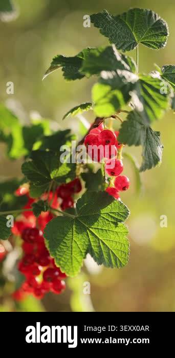 Vertical format video of Ripe red currant at the garden, closeup. Red ...