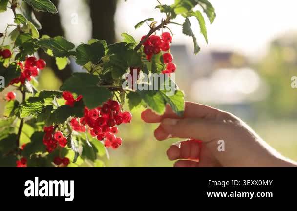 Currant tree, picking ripe currants in the orchard. Close up woman hand ...