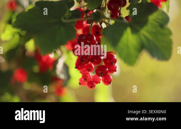 Closeup of A bush of ripe red currants in a vegetable garden. Ripe red ...