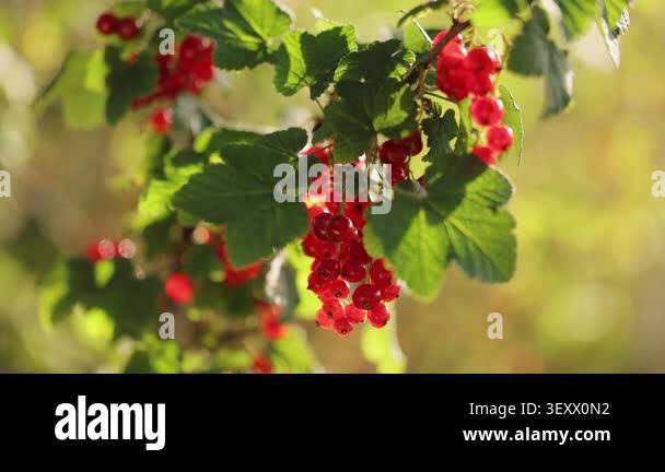 Ripe red currant at the garden, closeup. Red Currants Growing on Bush ...