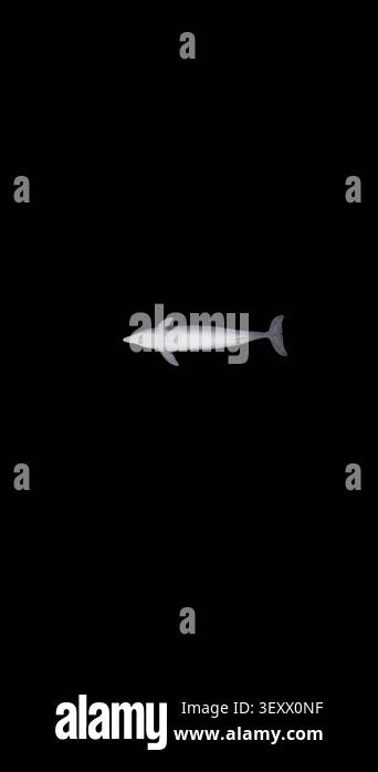 Dolphin Swirling at Center of Screen and Flipping, Alpha Channel ...