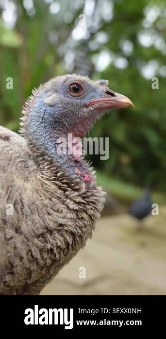 Detailed close-up portrait of a young turkey with blue skin and ...