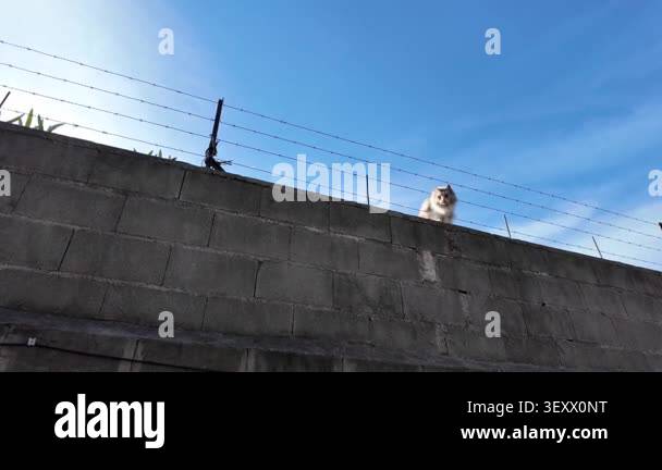 Long-haired orange and white domestic cat walking along a wall against ...