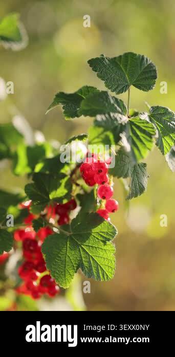 Vertical format video of Close up of Ripe red currant at the garden ...
