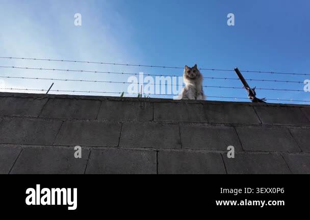 Long-haired orange and white domestic cat watching from a wall against ...