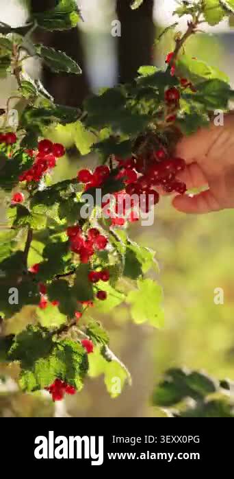 Vertical Video of Female hand is picking delicious Ripe red currant at ...
