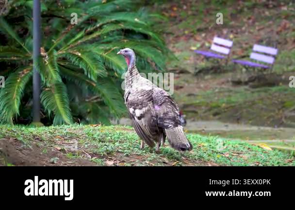 Wild turkey stands on a grassy slope in a public park with benches in ...