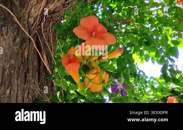 A trumpet vine (Campsis radicans) climbing a tree with hanging vines ...