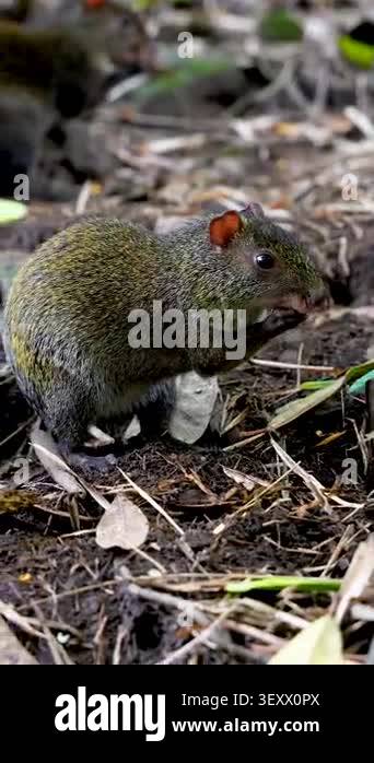 Close up profile shot of an agouti rodent standing on soil and holding ...