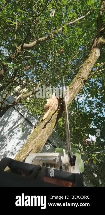 Vertical video of Strong confident man sawing through the trunk of an ...