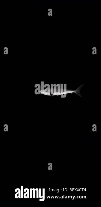Shark Swirling at Center of Screen, Alpha Channel, Looped, Vertical ...