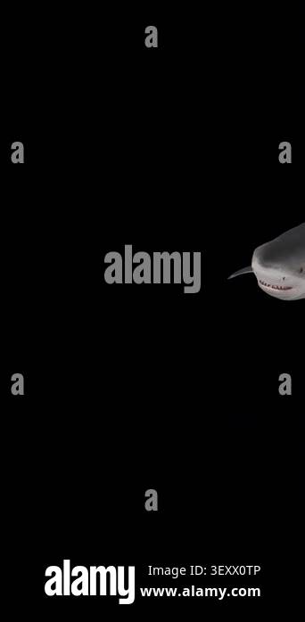 Shark Swimming Up from Right Below Camera, Alpha Channel, Vertical ...