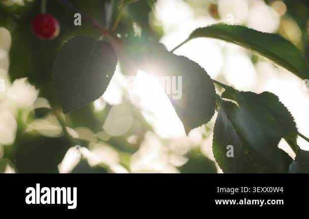 Sunlight filters through lush green leaves, forest during early morning ...