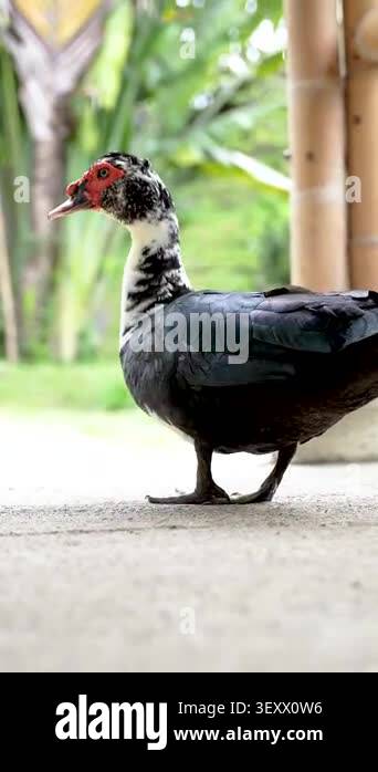 Full body profile shot of a Muscovy duck standing on a concrete surface ...