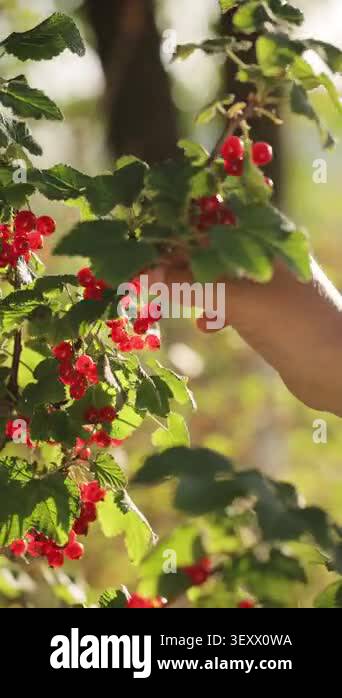 Vertical Video of Female hand is picking delicious Ripe red currant at ...