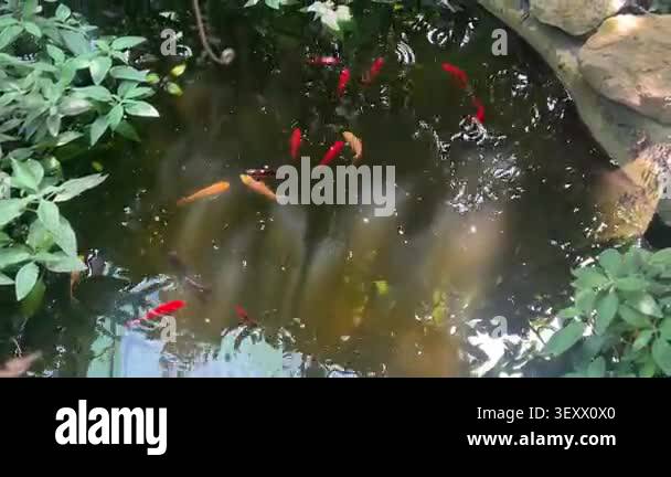 Colorful koi fish swimming in peaceful garden pond surrounded by green ...