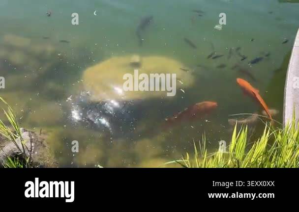 Koi fish swimming in clear garden pond with underwater view and ...