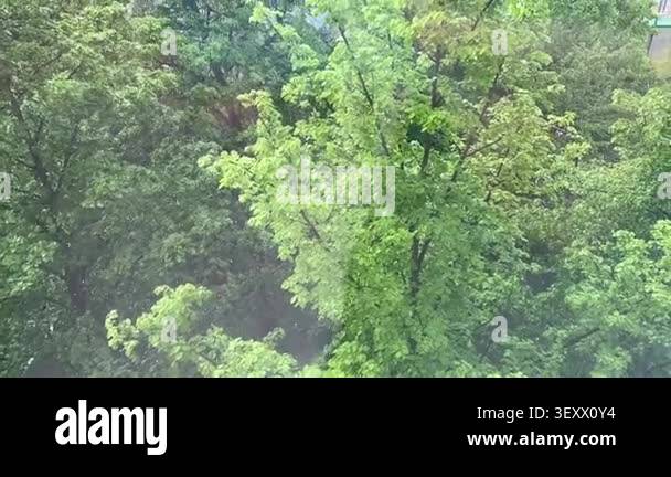 Scenic green forest landscape viewed from a moving train during daytime ...
