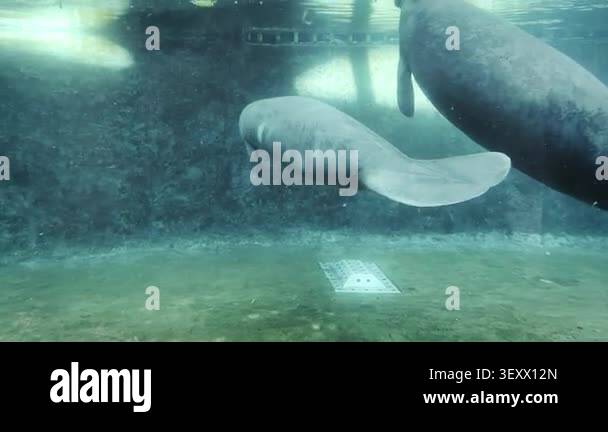 Manatees gracefully swim through clear blue aquarium water approaching ...