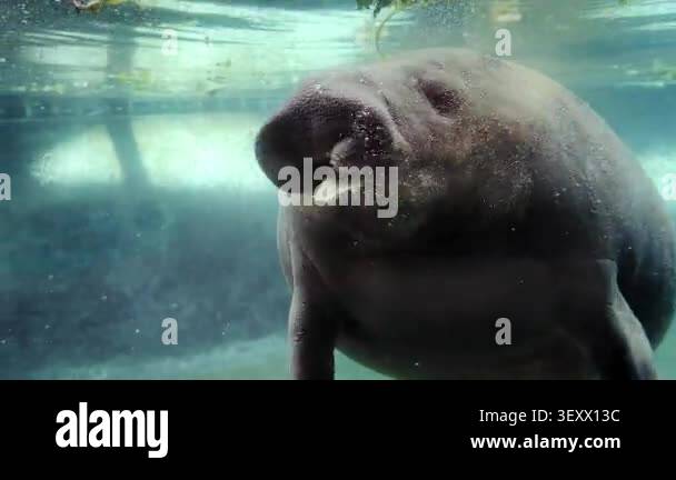 Manatees gracefully swim through clear blue aquarium water approaching ...