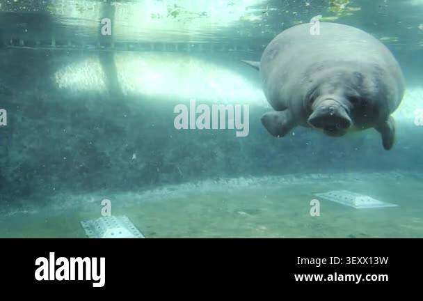 Manatees gracefully swim through clear blue aquarium water approaching ...