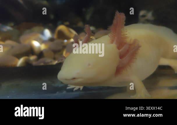 A detailed close-up shot of an albino axolotl resting inside a ...