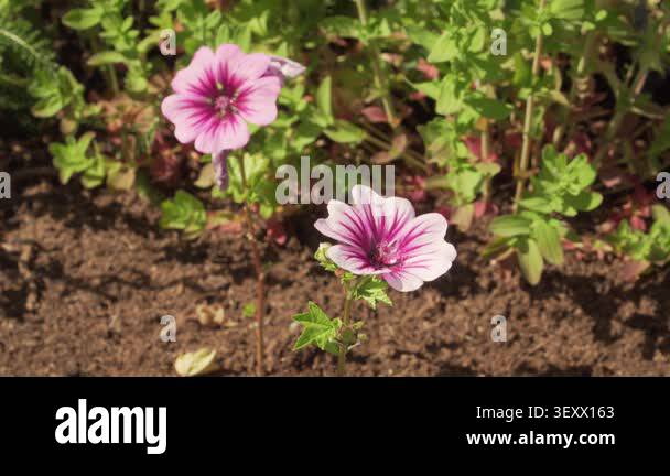 Purple-striped common mallow flowers bloom in a garden bed under bright ...